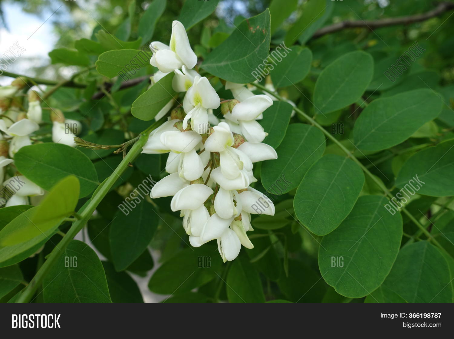 Closeup Raceme White Image & Photo (Free Trial) | Bigstock
