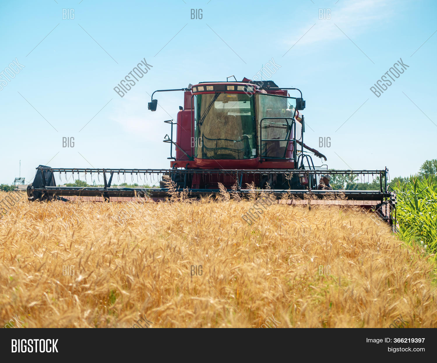 Wheat Harvesting Image & Photo (Free Trial) | Bigstock