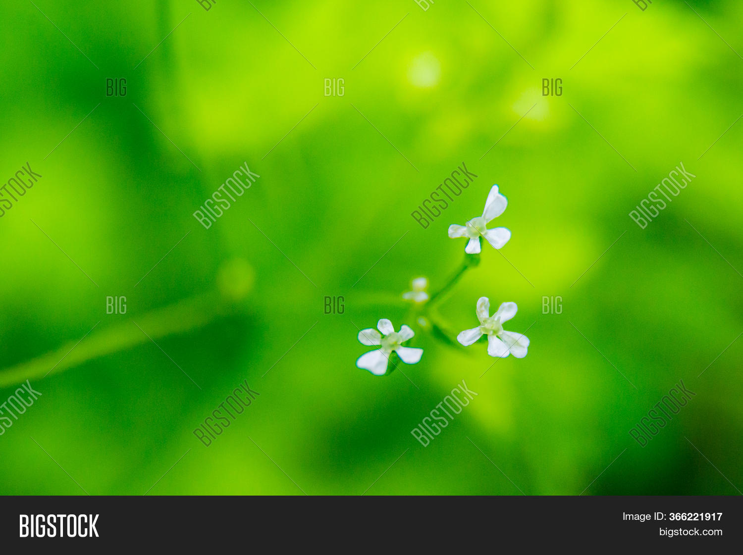 White, Small Blossoms Image & Photo (Free Trial) | Bigstock