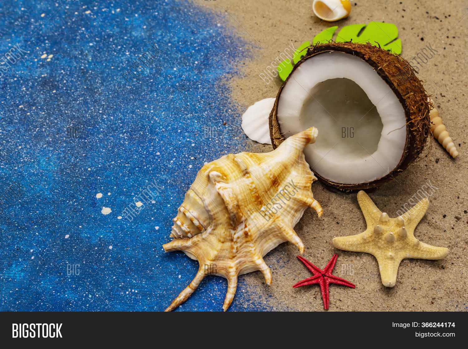 Seashells Summer Image & Photo (Free Trial) | Bigstock