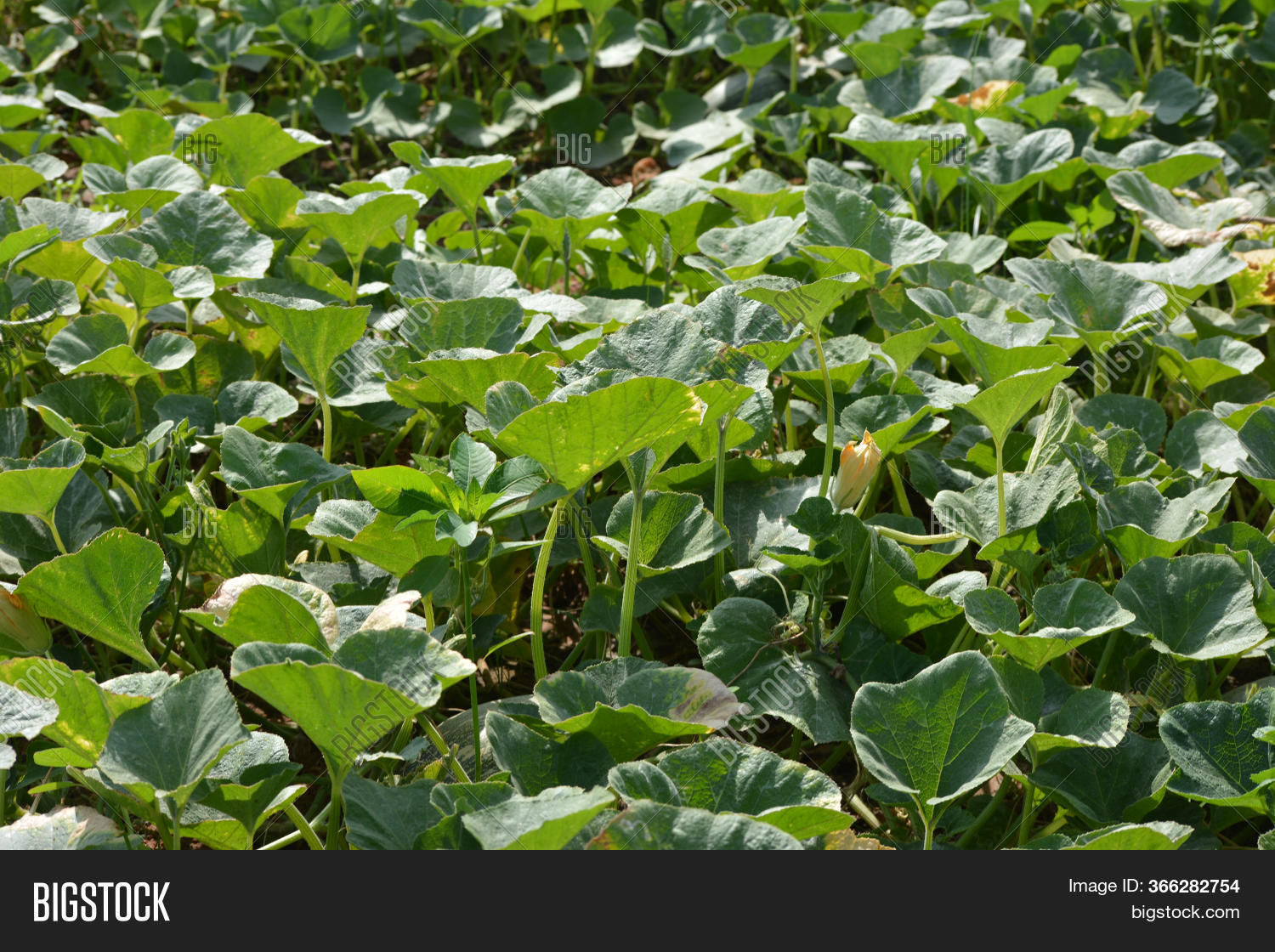 Pumpkin Plants Field. Image & Photo (Free Trial) | Bigstock