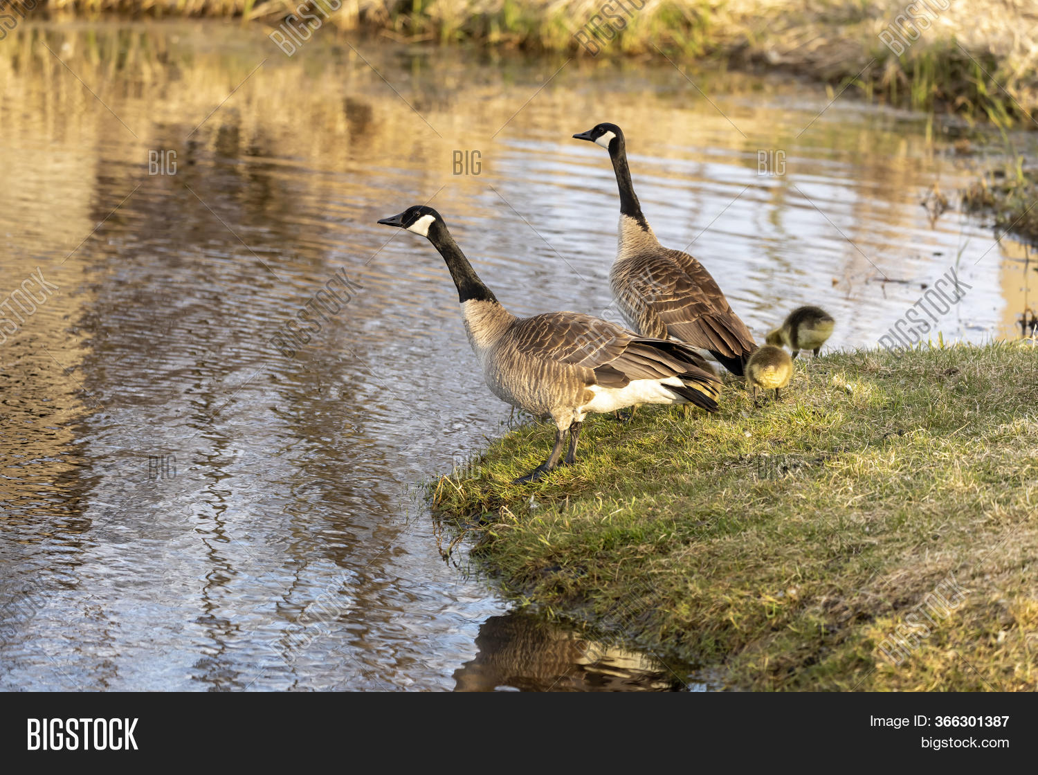 Canadian Geese Image & Photo (Free Trial) | Bigstock