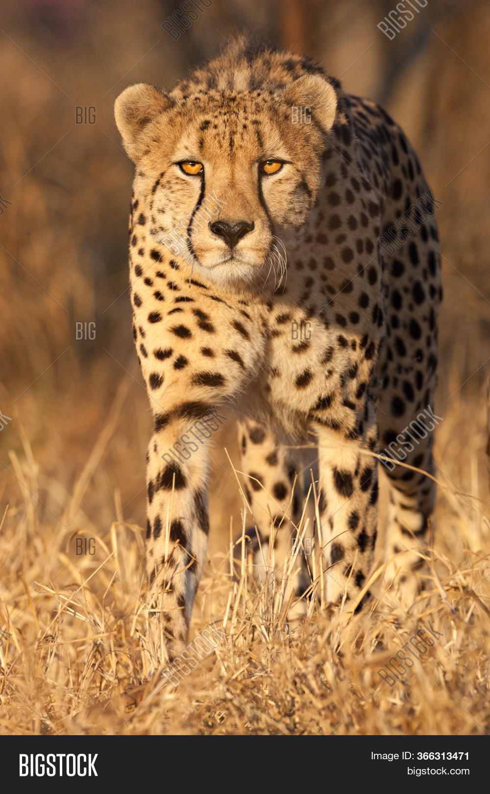 One Male Adult Cheetah Image & Photo (Free Trial) | Bigstock