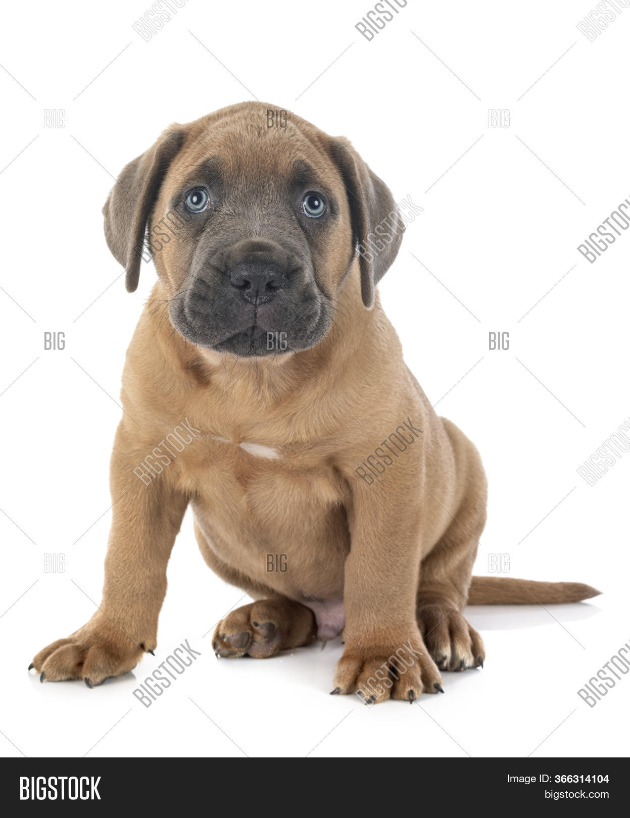 Puppy Italian Mastiff Image & Photo (Free Trial) | Bigstock