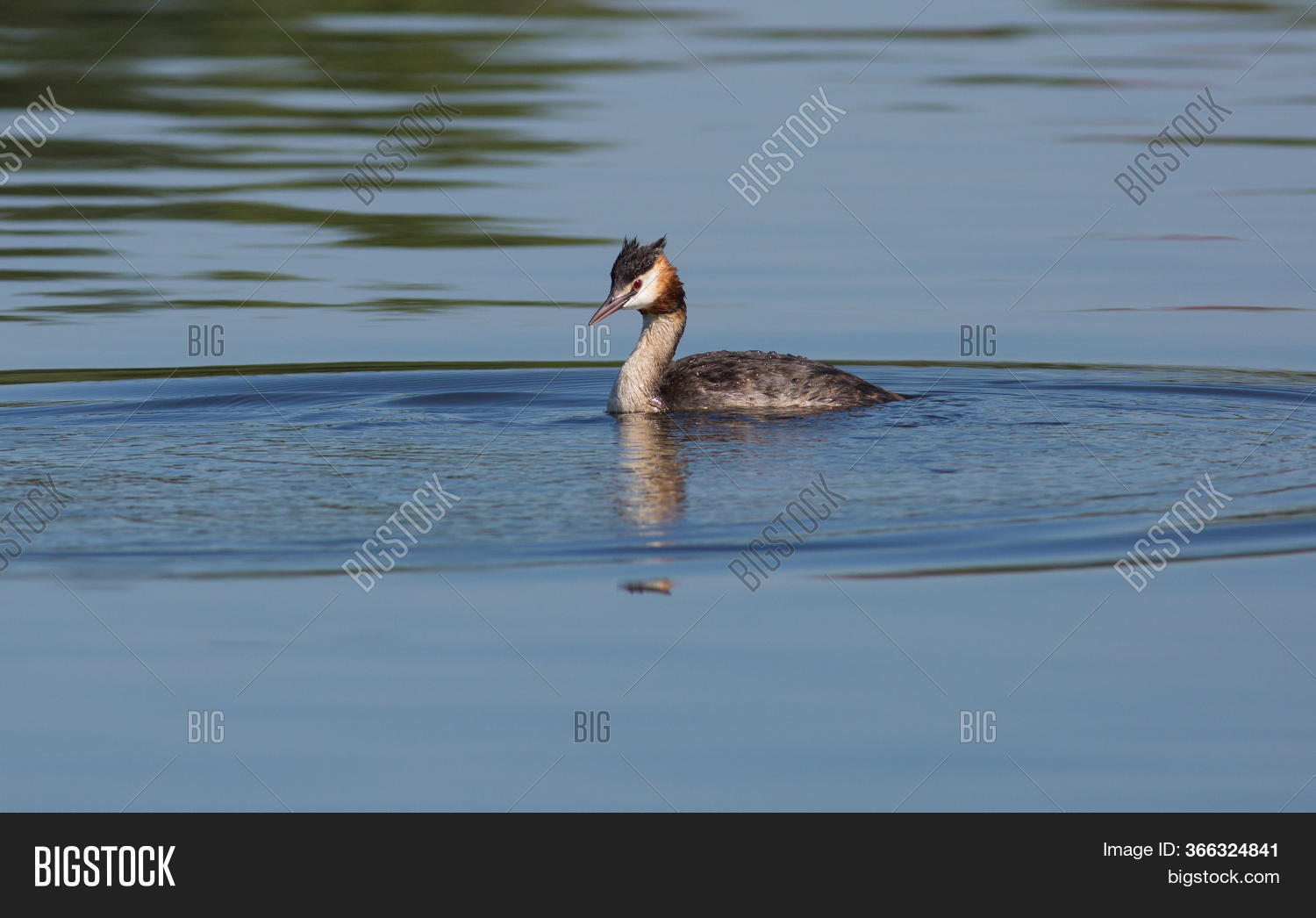 Great-crested Grebe, Image & Photo (Free Trial) | Bigstock