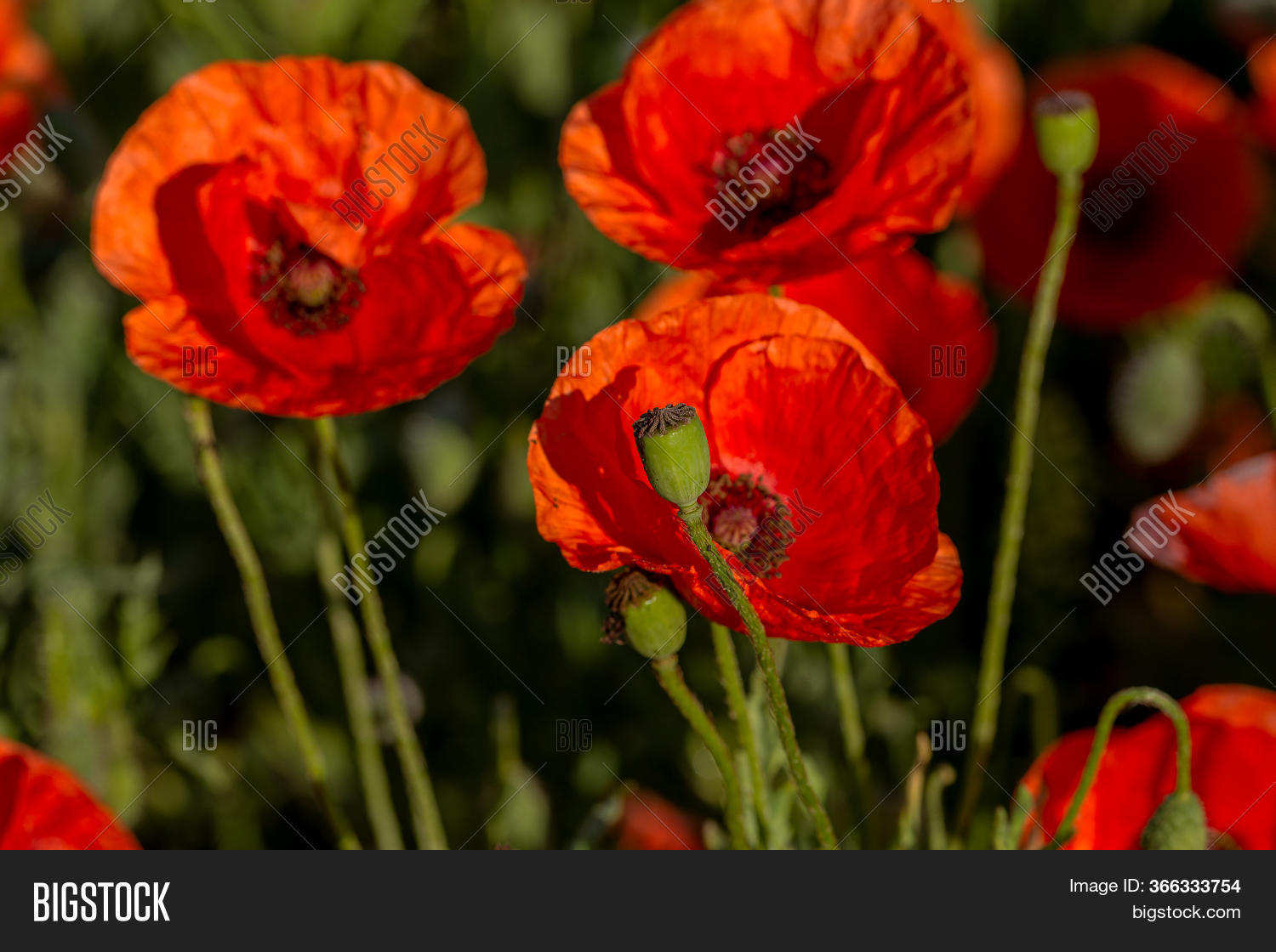 Flowers Red Poppies Image & Photo (Free Trial) | Bigstock
