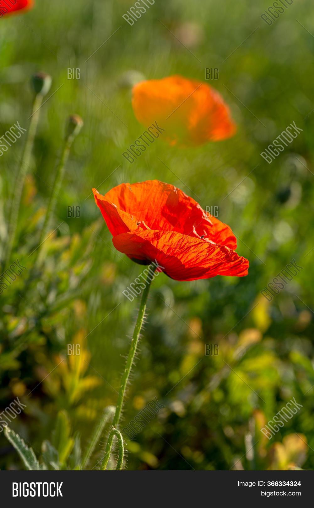 Flowers Red Poppies Image & Photo (Free Trial) | Bigstock