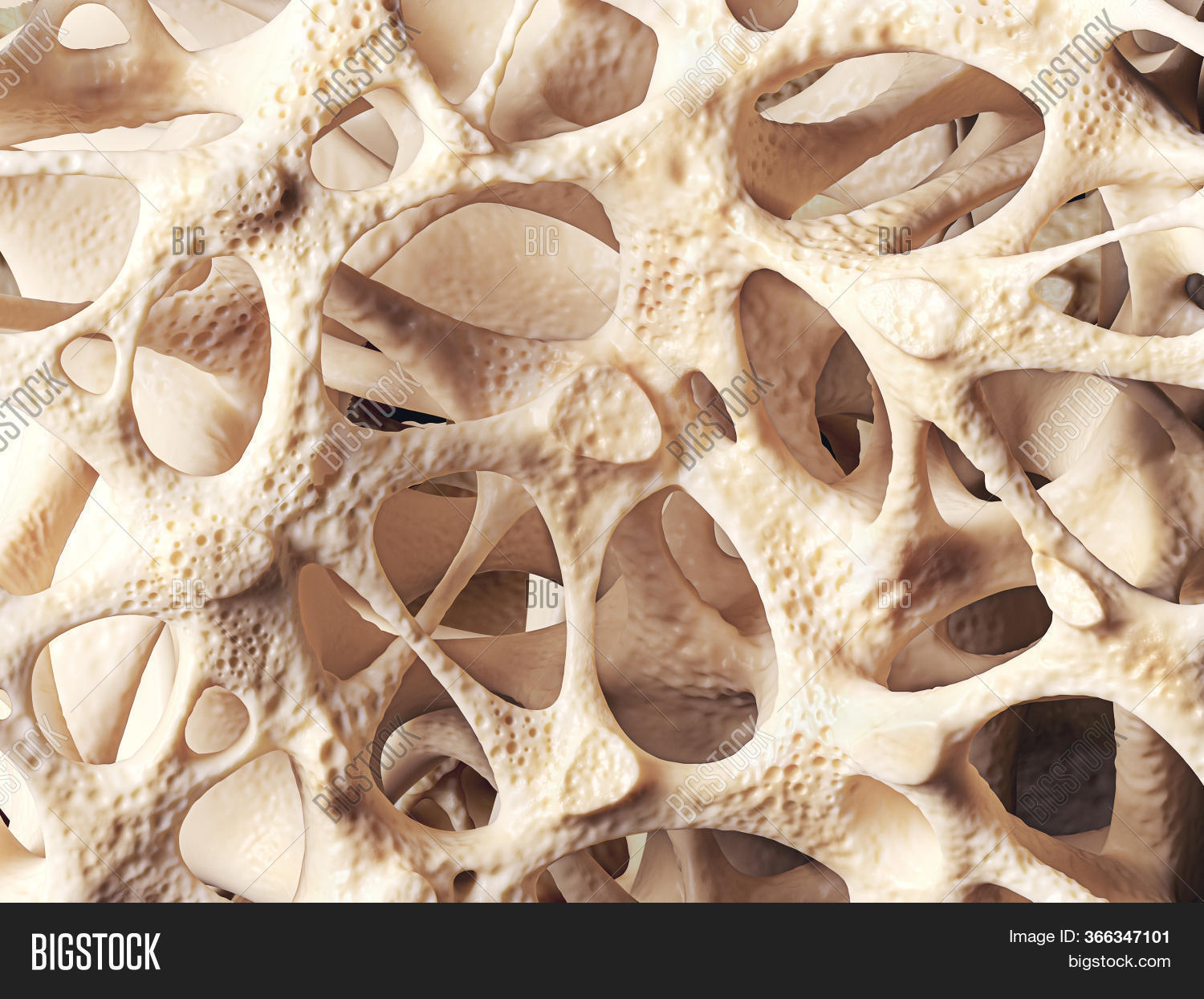 Realistic Bone Spongy Image & Photo (Free Trial) | Bigstock