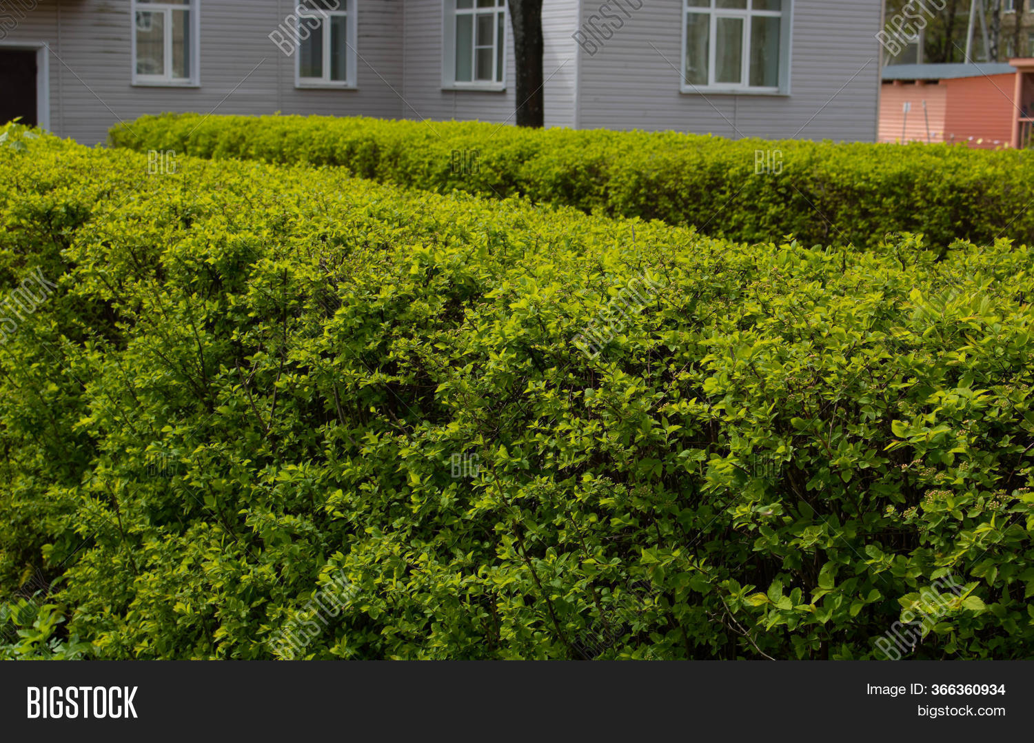 Green Hedge Near House Image & Photo (Free Trial) | Bigstock
