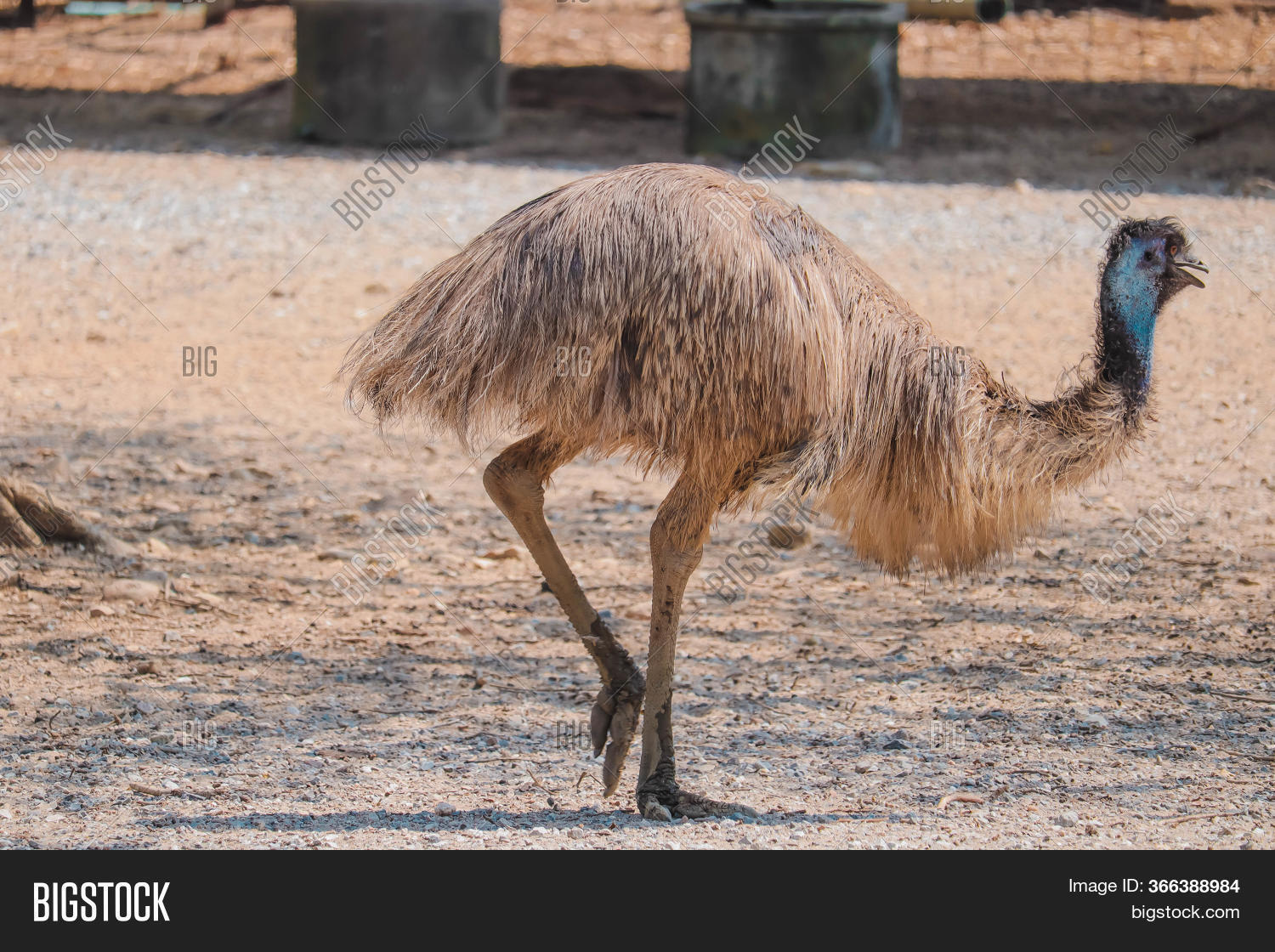 Emu Australian Outback Image & Photo (Free Trial) | Bigstock