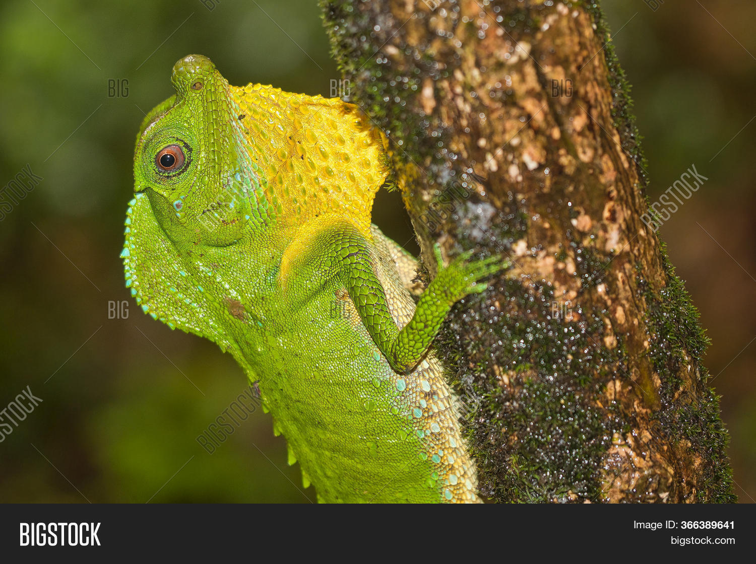 Hump-nosed Lizard, Image & Photo (Free Trial) | Bigstock