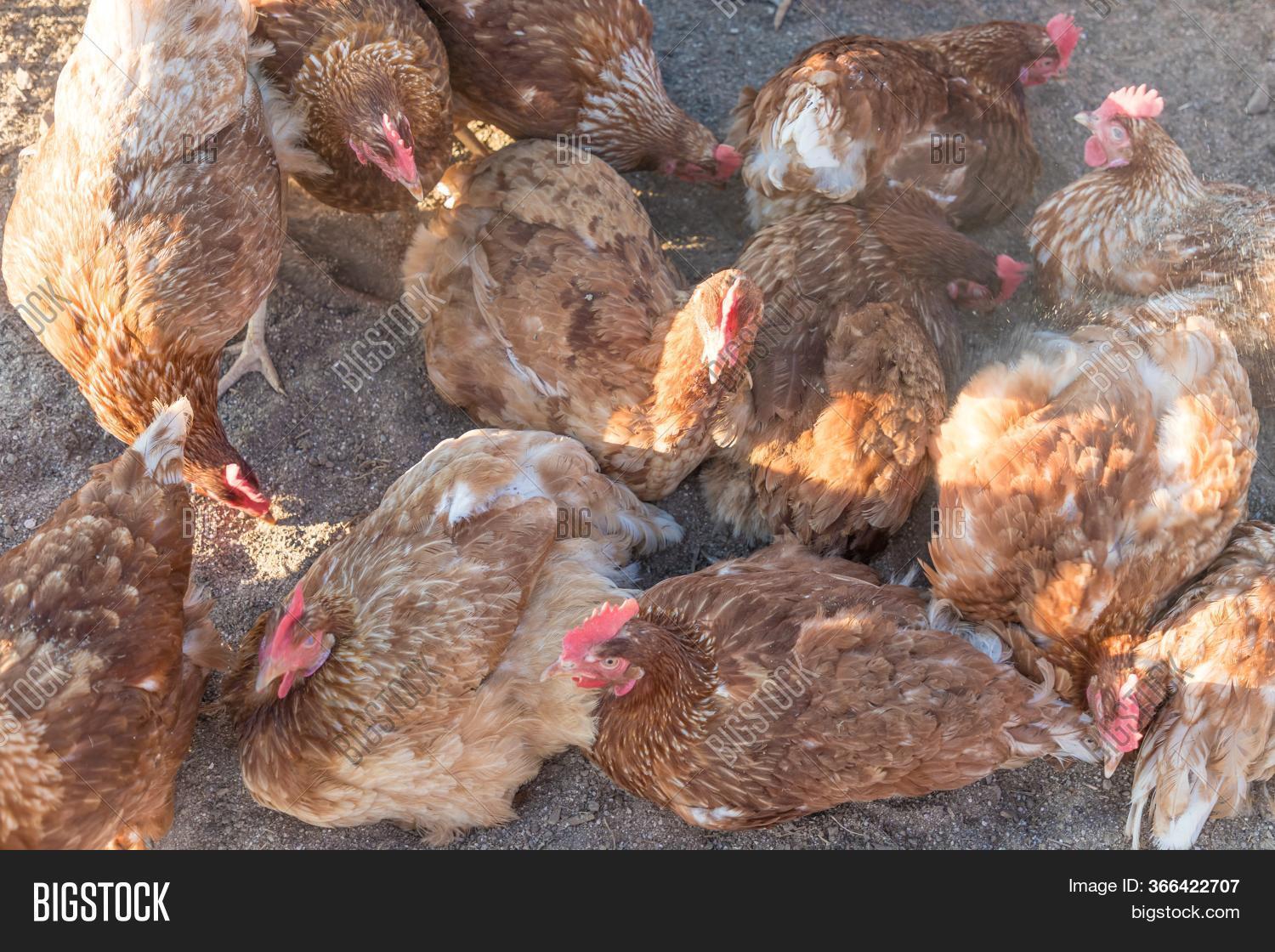 Group Brown Chickens Image & Photo (Free Trial) | Bigstock