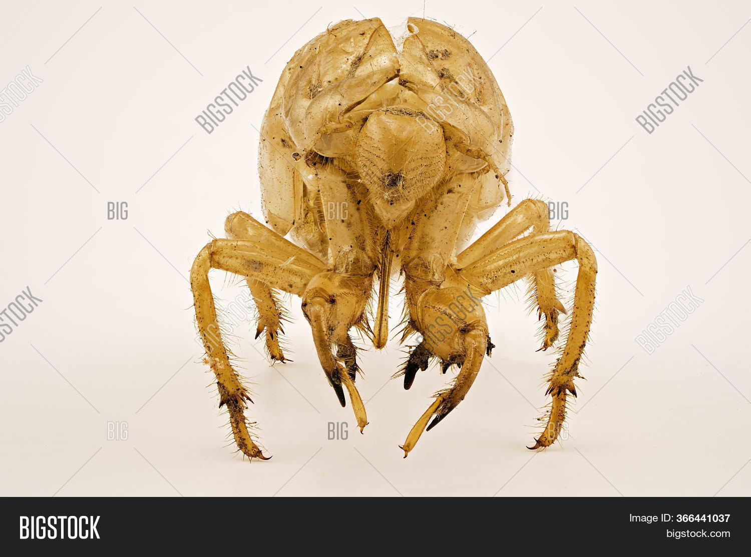 Waxy Skin Exoskeleton Image & Photo (Free Trial) | Bigstock