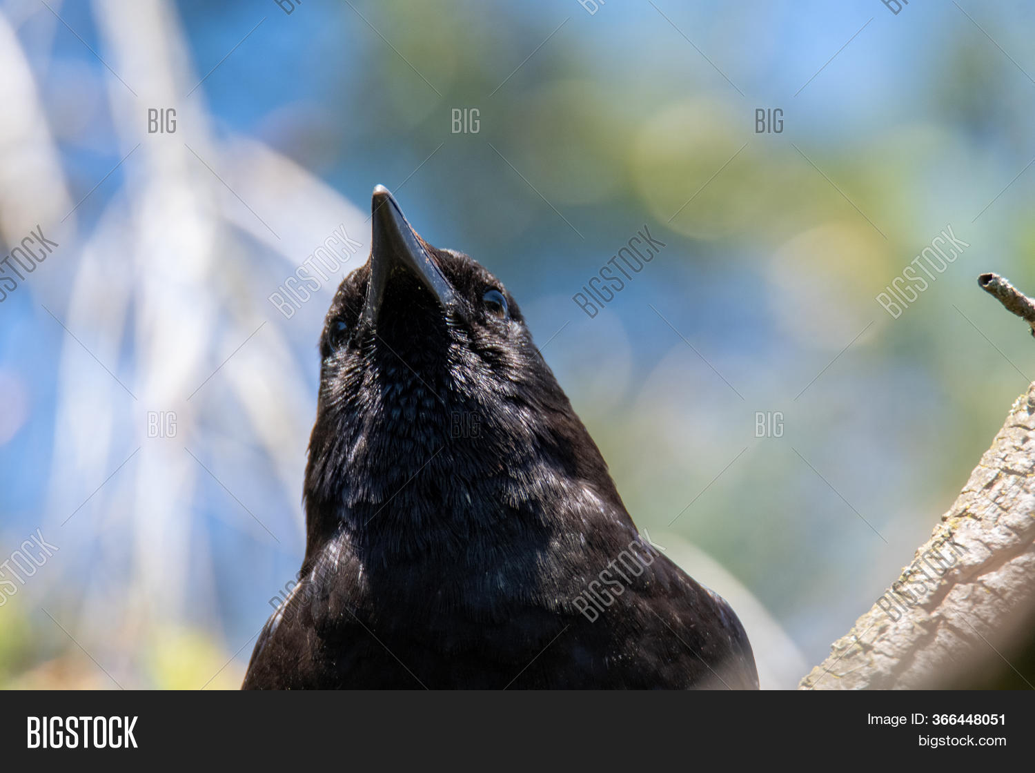 Closeup Northern Crow Image & Photo (Free Trial) | Bigstock