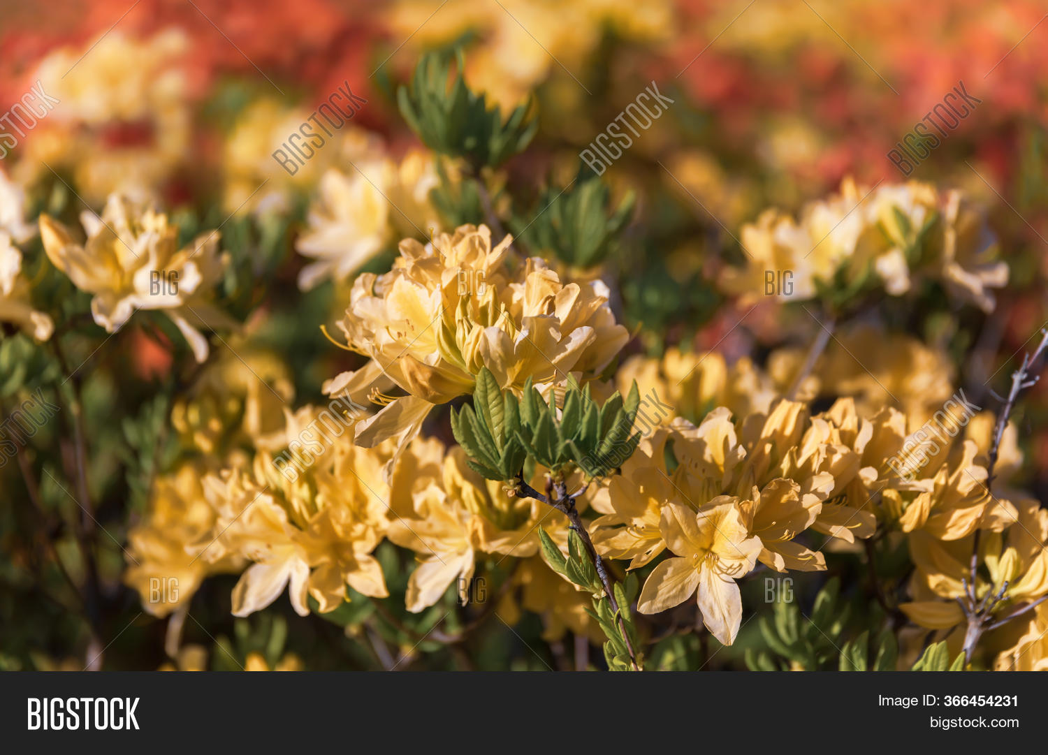 Yellow Flowers Azalea Image & Photo (Free Trial) | Bigstock