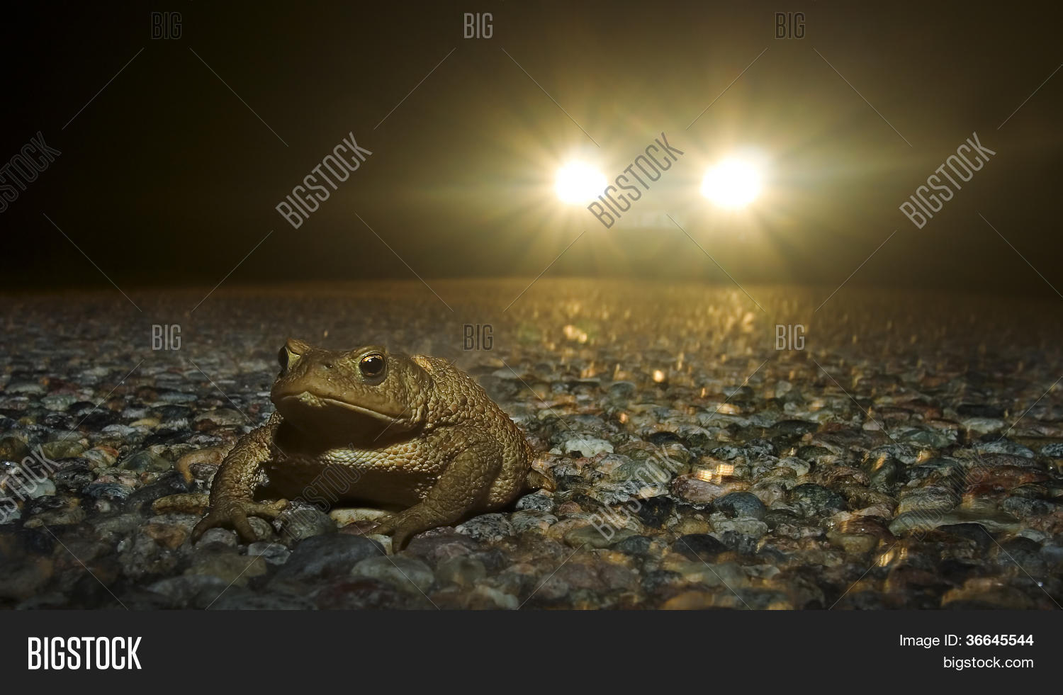 Frog Crossing Road Image & Photo (Free Trial) | Bigstock