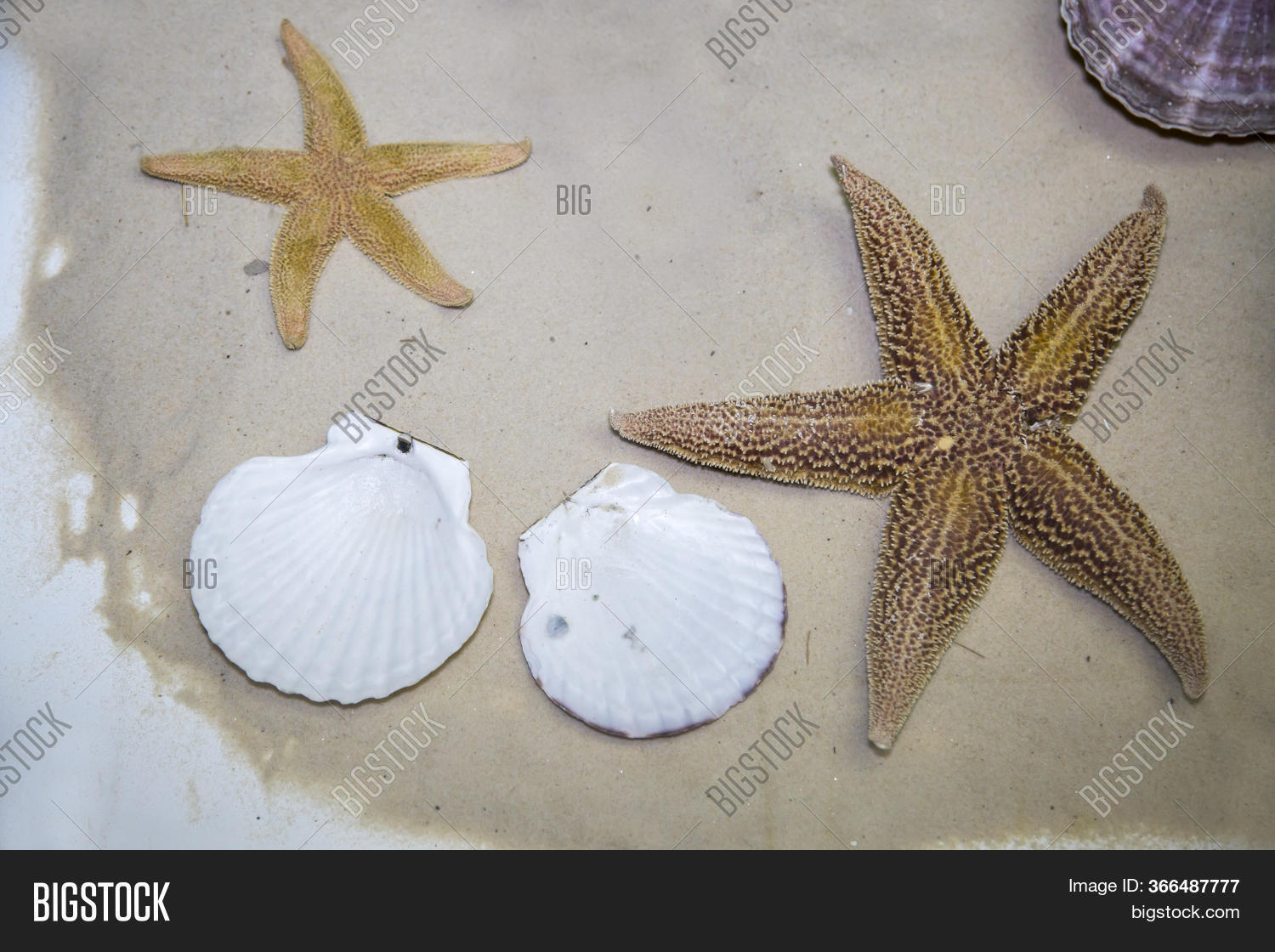 Sea Stars, Shells Image & Photo (Free Trial) | Bigstock
