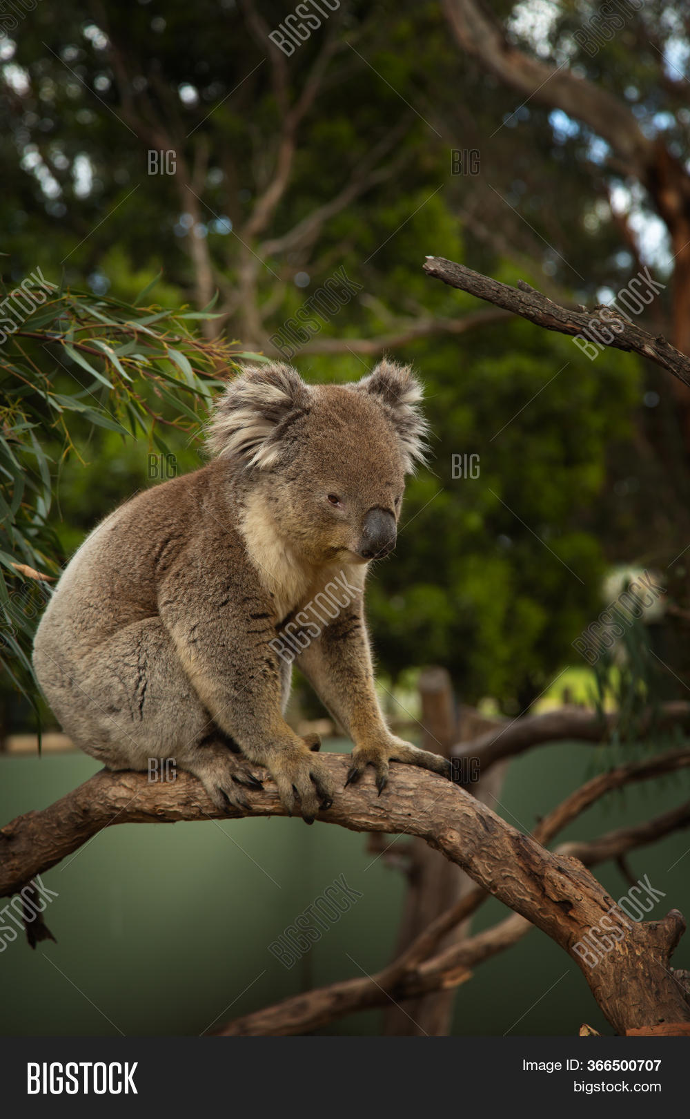 Cute Koala Standing On Image & Photo (Free Trial) | Bigstock