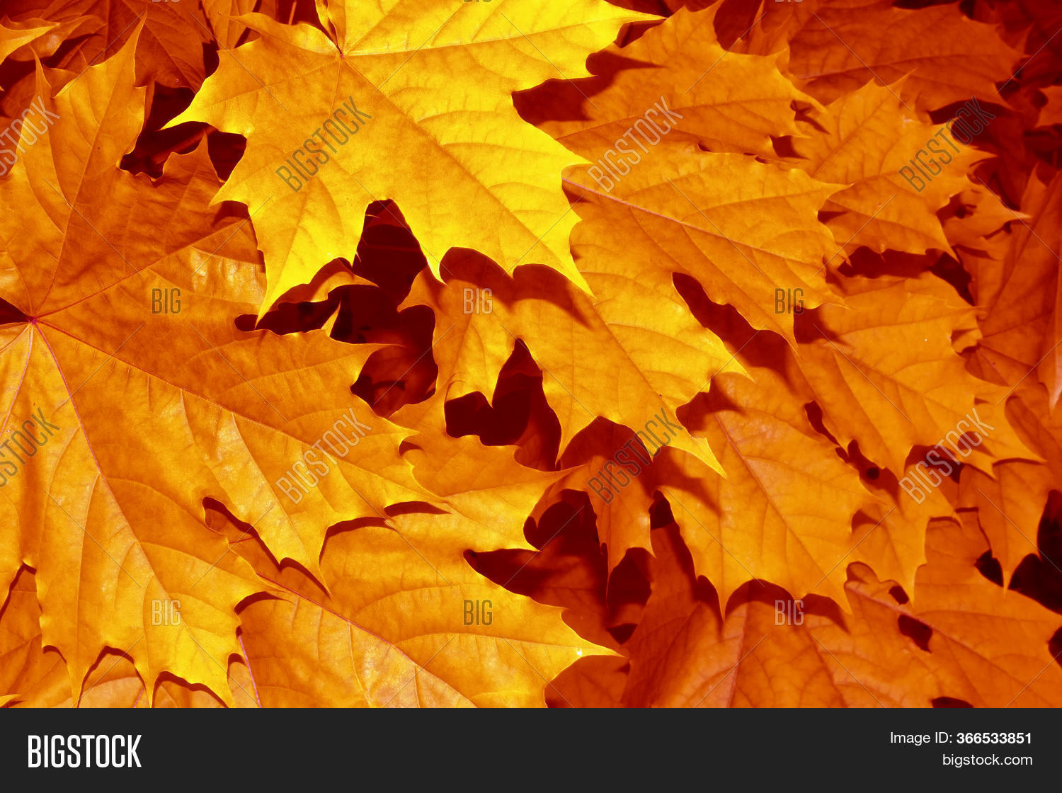 Maple. Autumn Image & Photo (Free Trial) | Bigstock