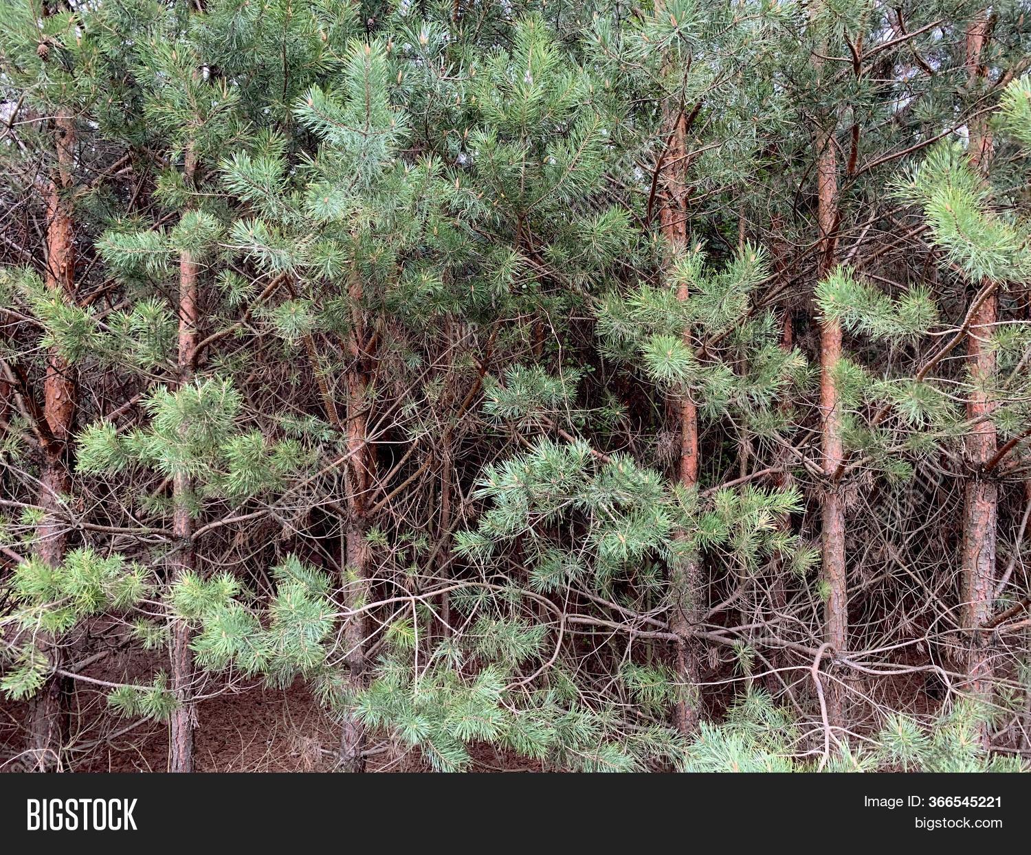 Young Conifers Grow Image & Photo (Free Trial) | Bigstock