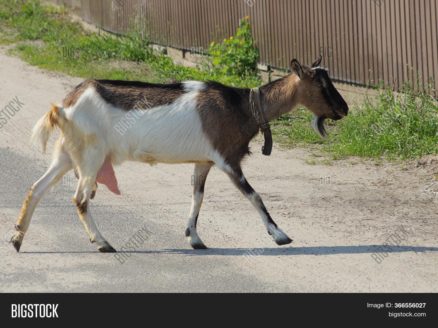 Google Spotted Goat