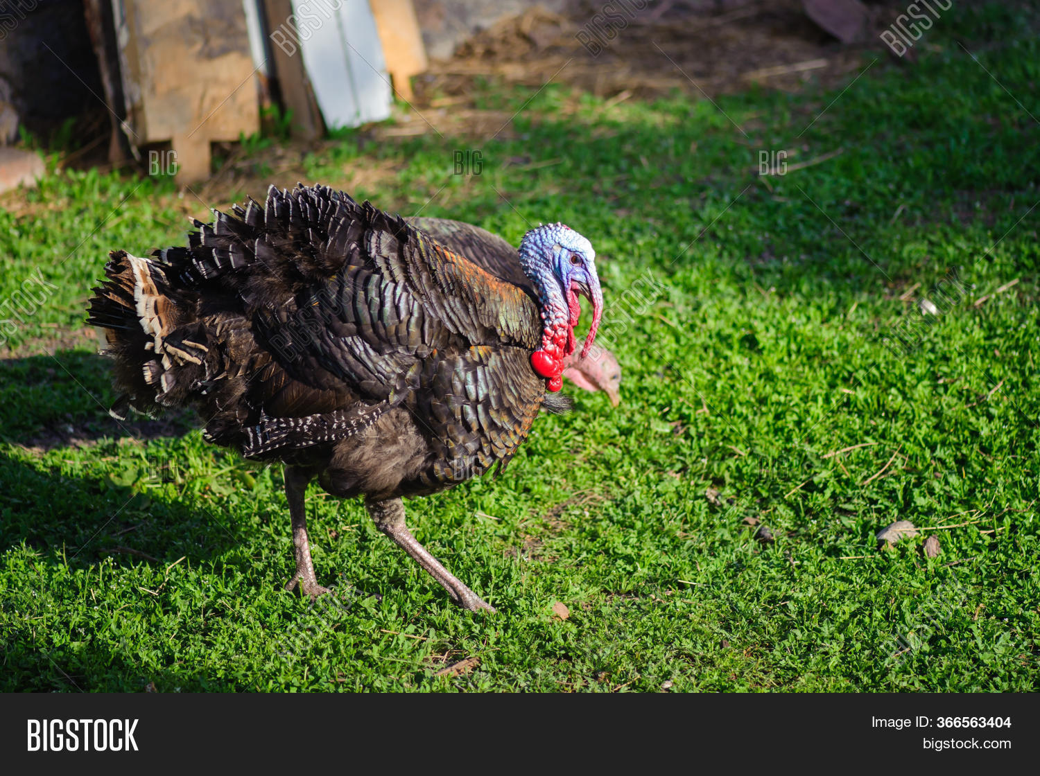 Portrait Turkey, Red Image & Photo (Free Trial) | Bigstock