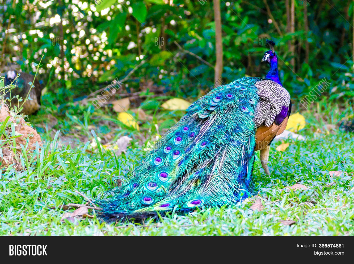 Beautiful, Bright Image & Photo (Free Trial) | Bigstock