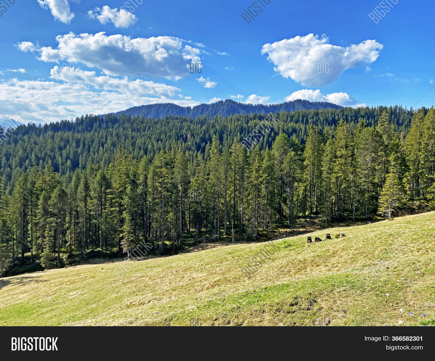 Evergreen Forest Image & Photo (Free Trial) | Bigstock