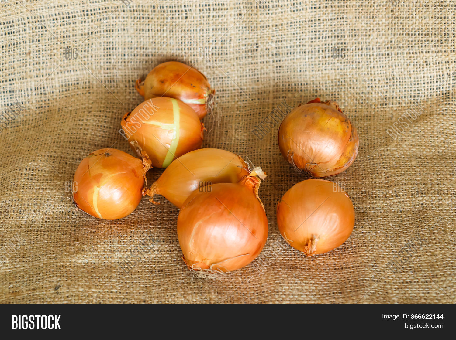 Yellow Onions On Image & Photo (Free Trial) | Bigstock