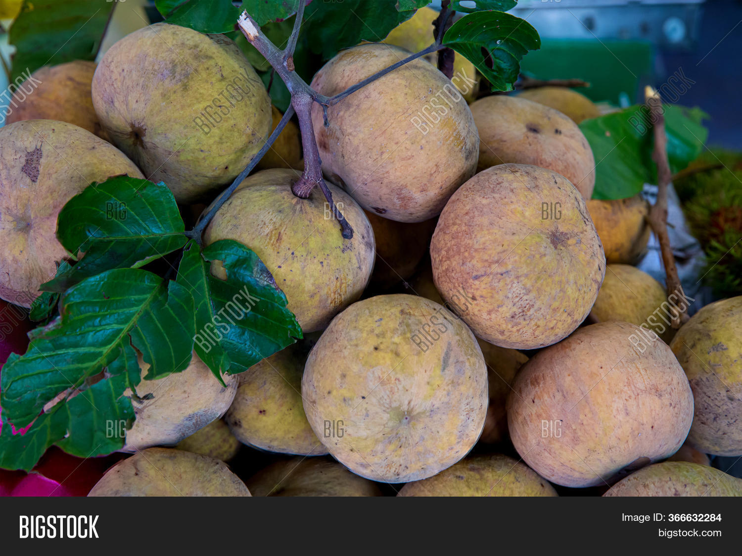 Santol Fruit Thailand Image & Photo (Free Trial) | Bigstock