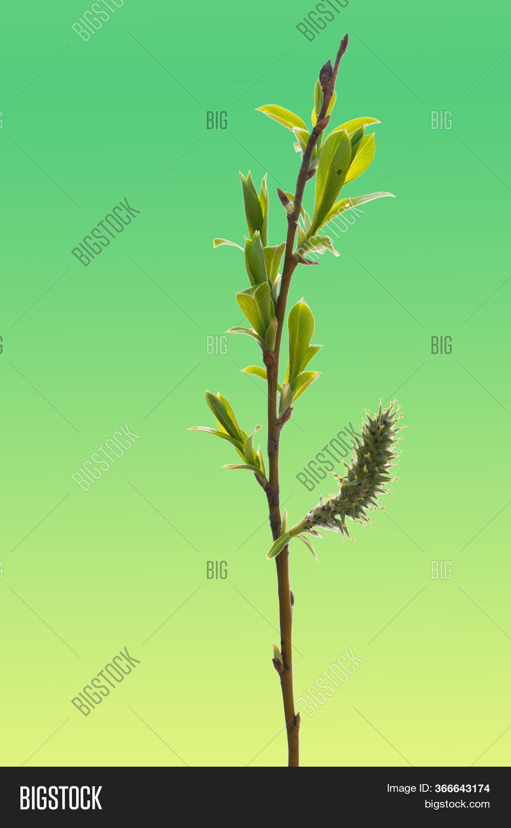 Spring Twigs Willow Image & Photo (Free Trial) | Bigstock