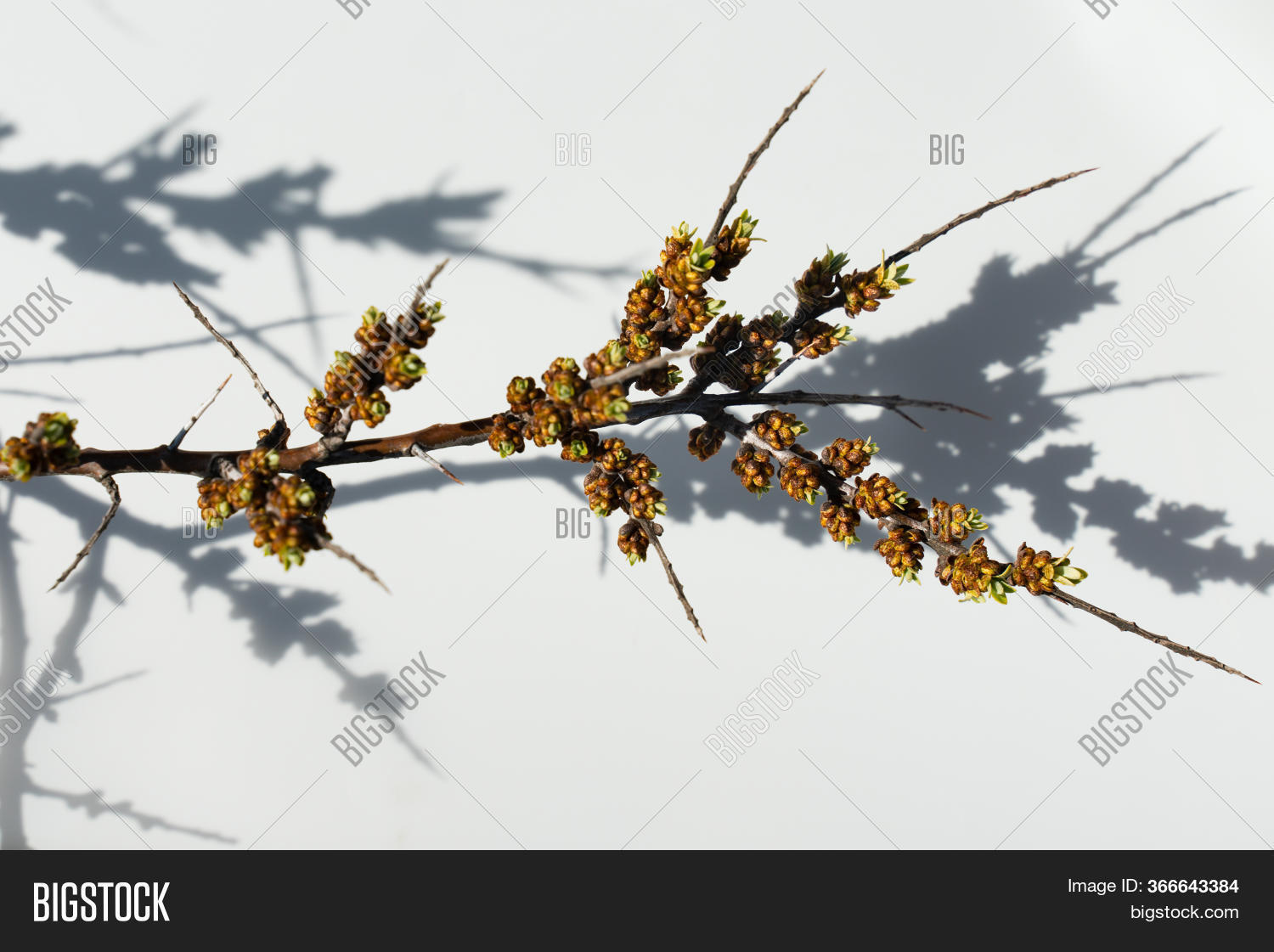 Spring Twigs Buds Image & Photo (Free Trial) | Bigstock