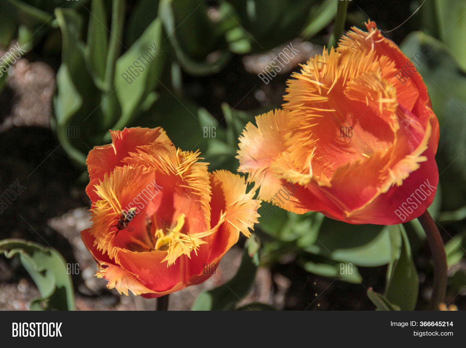 Bright Fresh Spring Image & Photo (Free Trial) | Bigstock