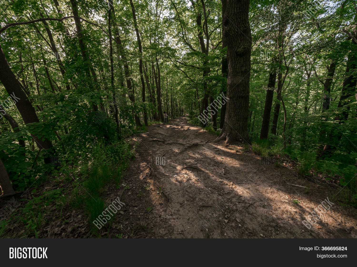 Forest Trail Hilly Image & Photo (Free Trial) | Bigstock