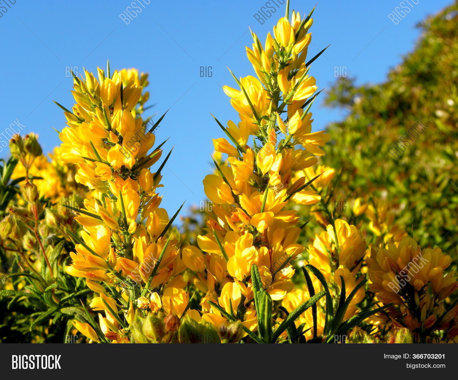 Ulex Europaeus On Blue Image & Photo (Free Trial) | Bigstock