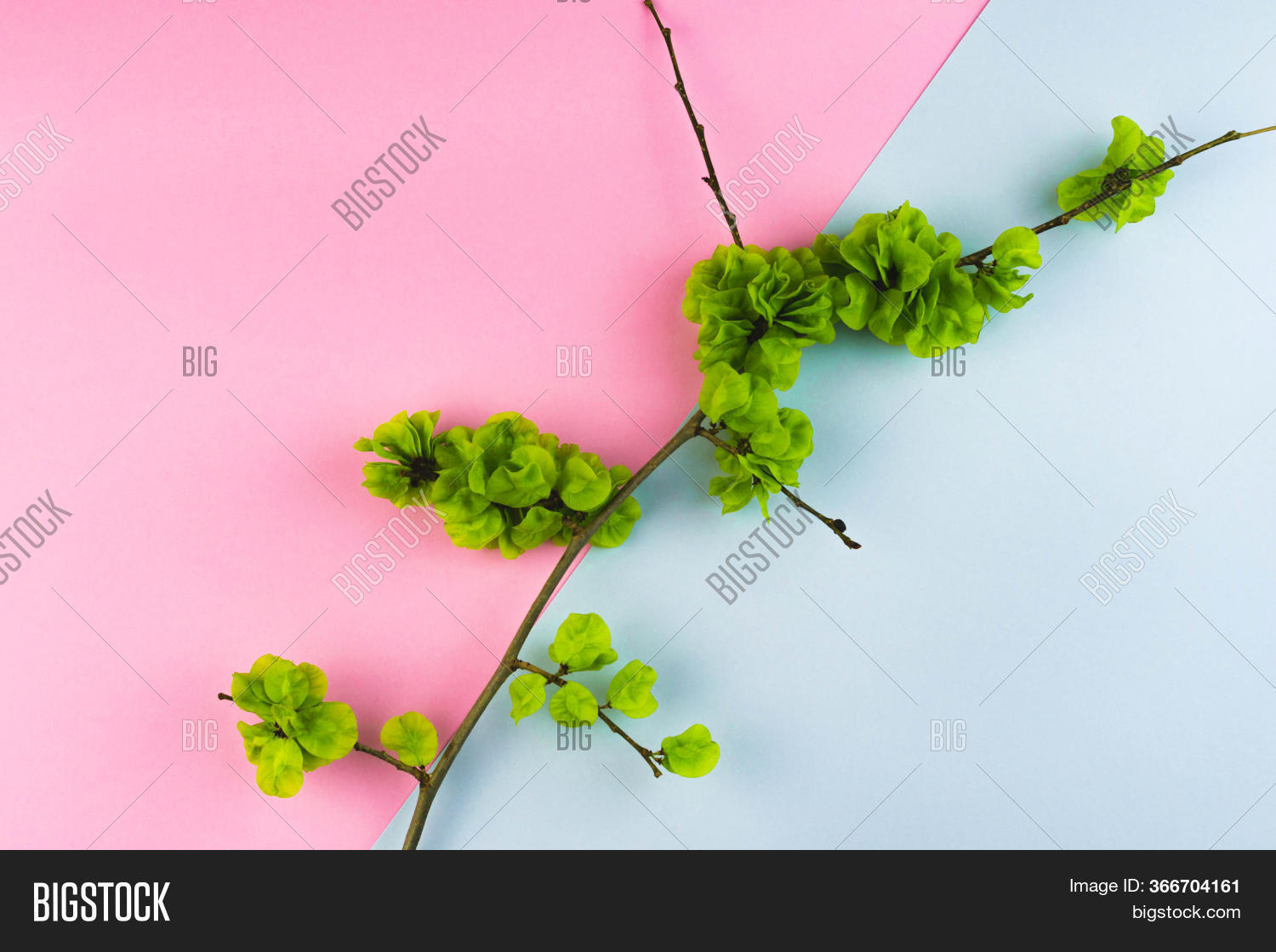 Ulmus Minor Mill Plant Image & Photo (Free Trial) | Bigstock