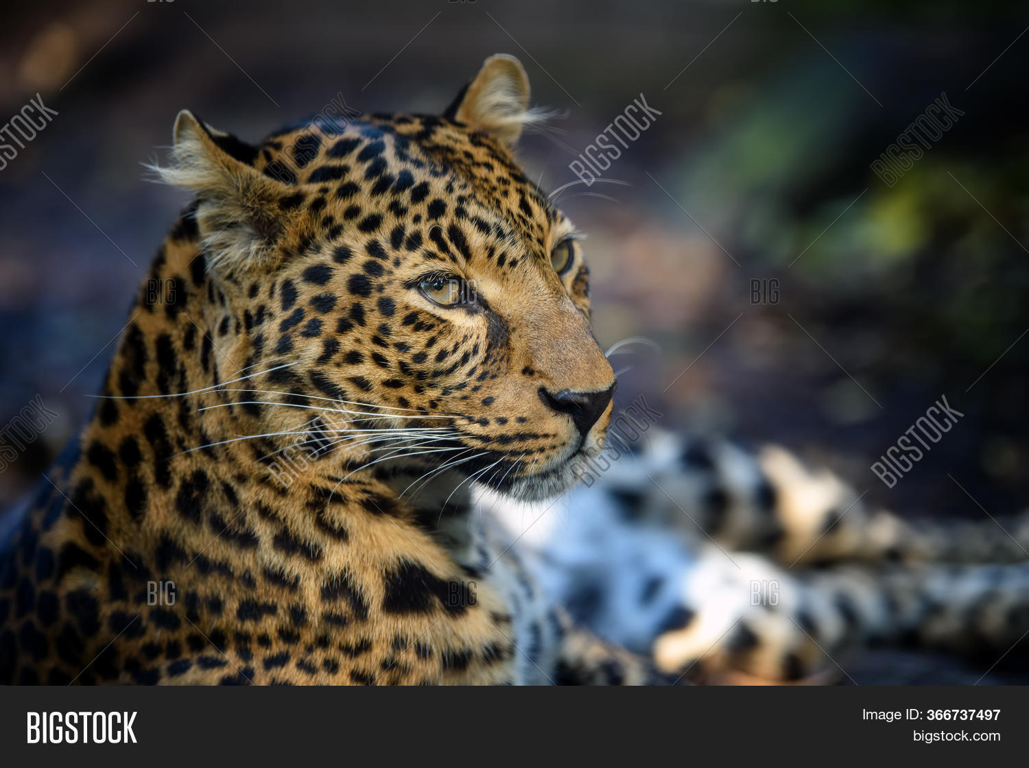 Close Angry Big Image & Photo (Free Trial) | Bigstock