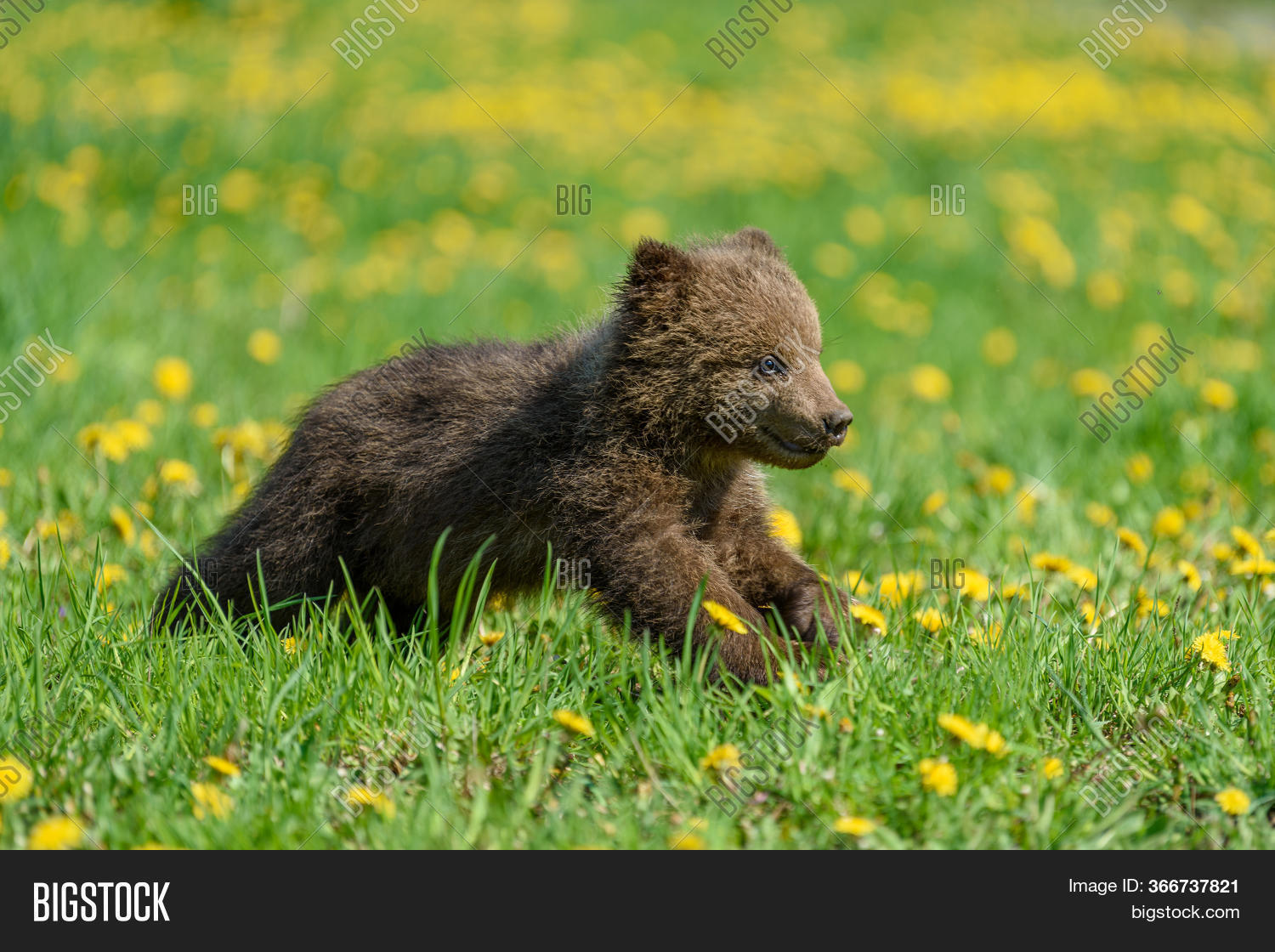 Bear Cub Spring Grass Image & Photo (Free Trial) | Bigstock