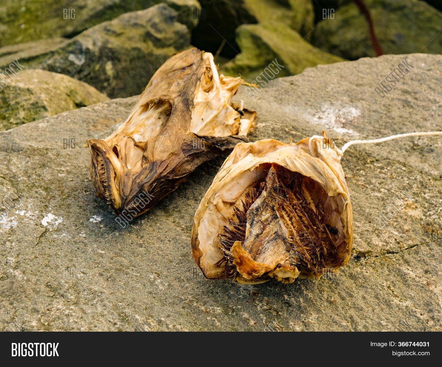 Cod Stockfish Heads Image & Photo (Free Trial) | Bigstock