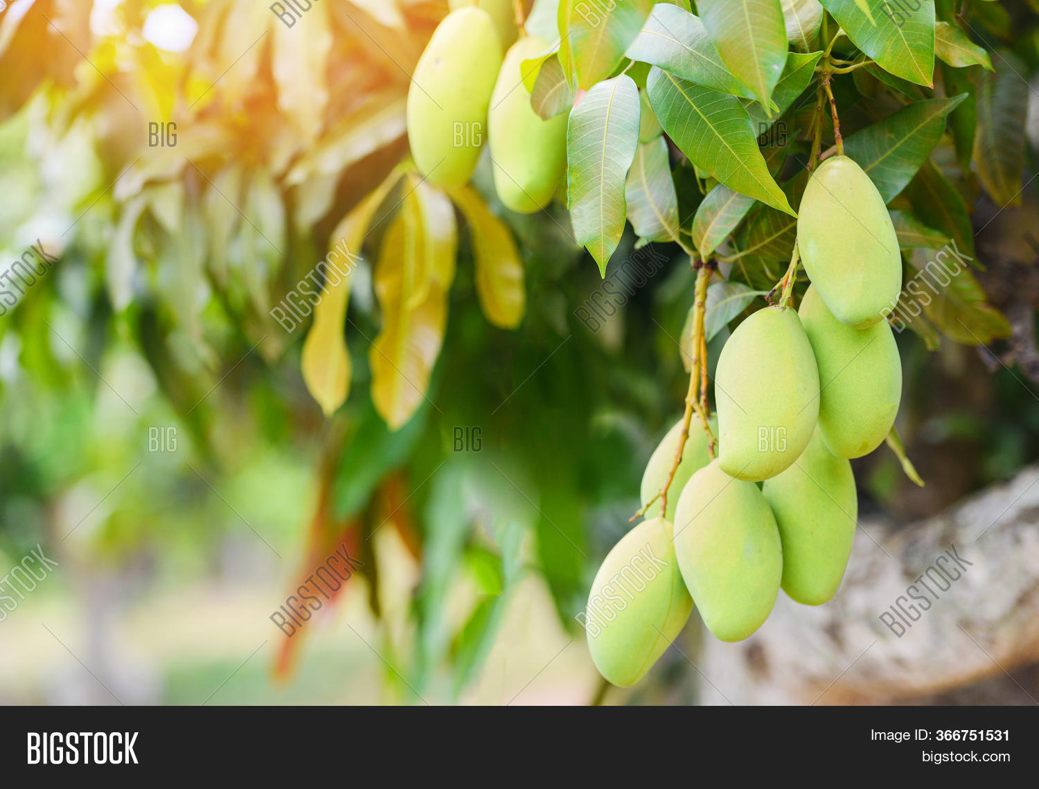 Raw Mango Hanging On Image & Photo (Free Trial) | Bigstock