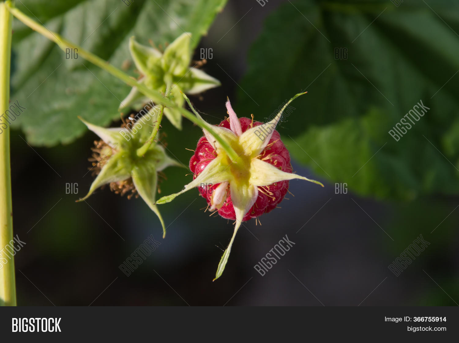 Ripe Unripe Berries Image & Photo (Free Trial) | Bigstock
