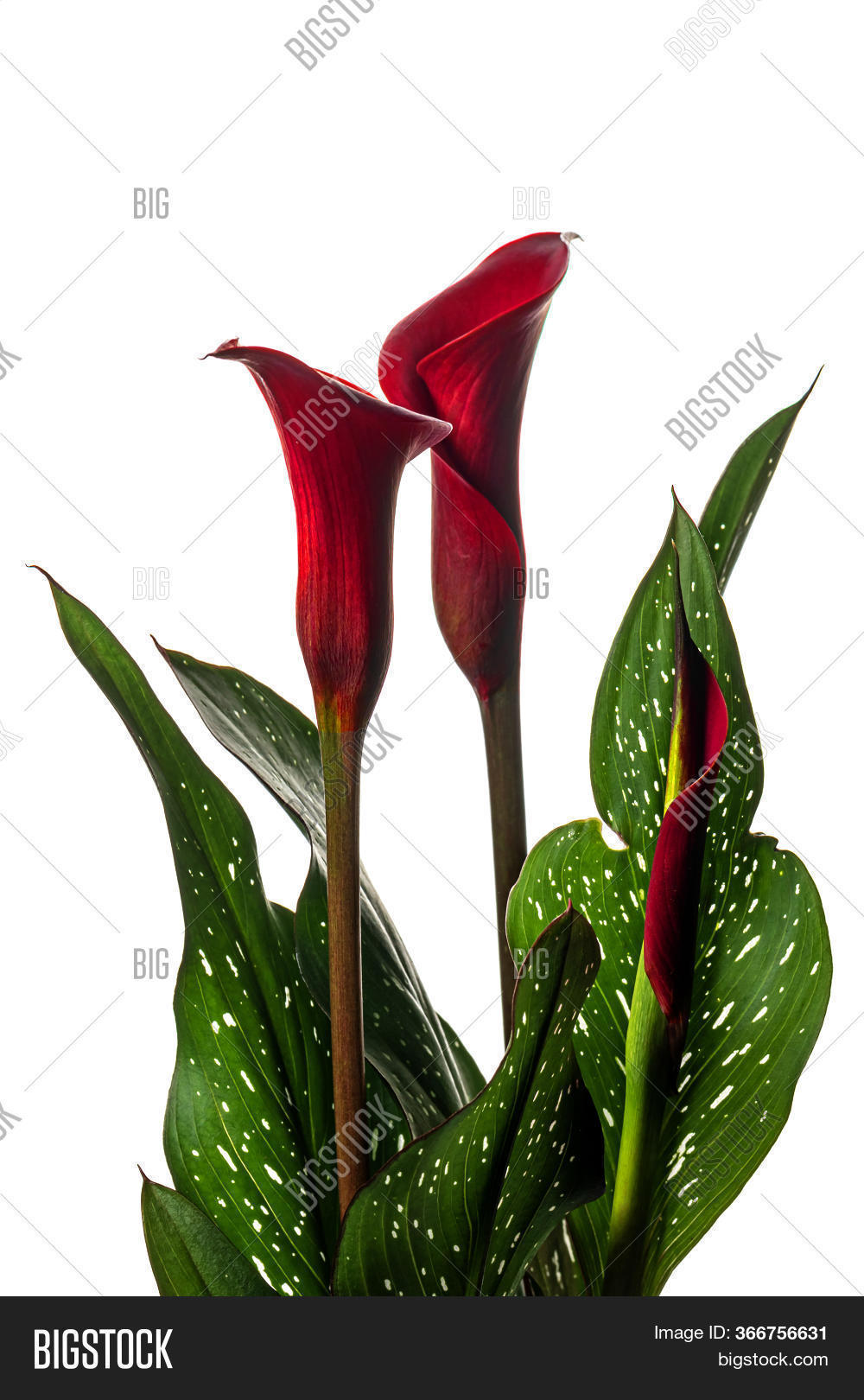 Red Calla Lilly Flower Image & Photo (Free Trial) | Bigstock
