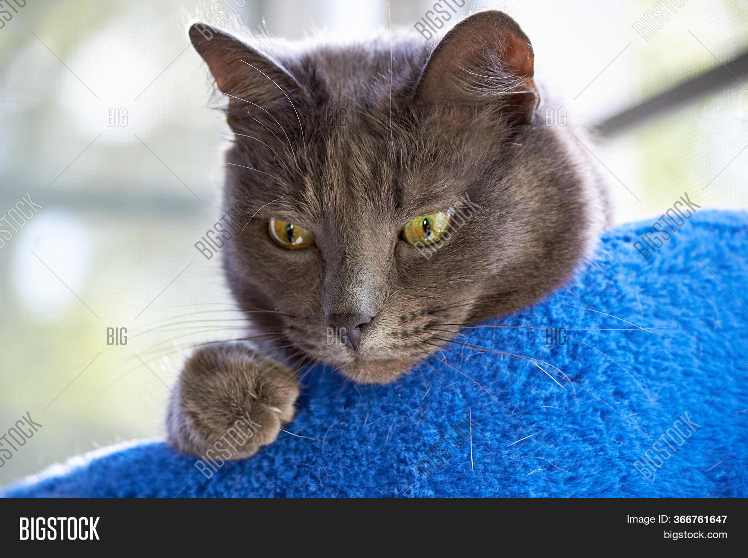 Muzzle Gray Cat Peeps Image & Photo (Free Trial) | Bigstock