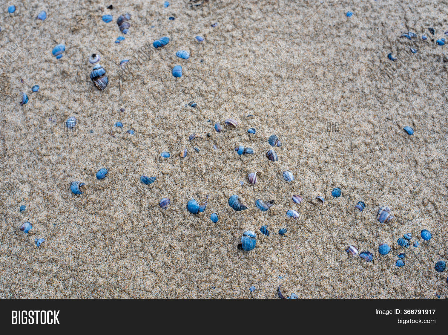 River Clam Shell On Image & Photo (Free Trial) | Bigstock