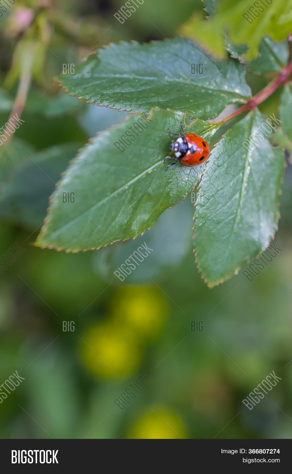 Ladybug Insect Walking Image & Photo (Free Trial) | Bigstock