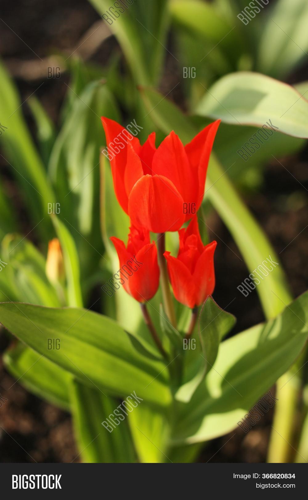 Beautiful Red Tulips Image & Photo (Free Trial) | Bigstock