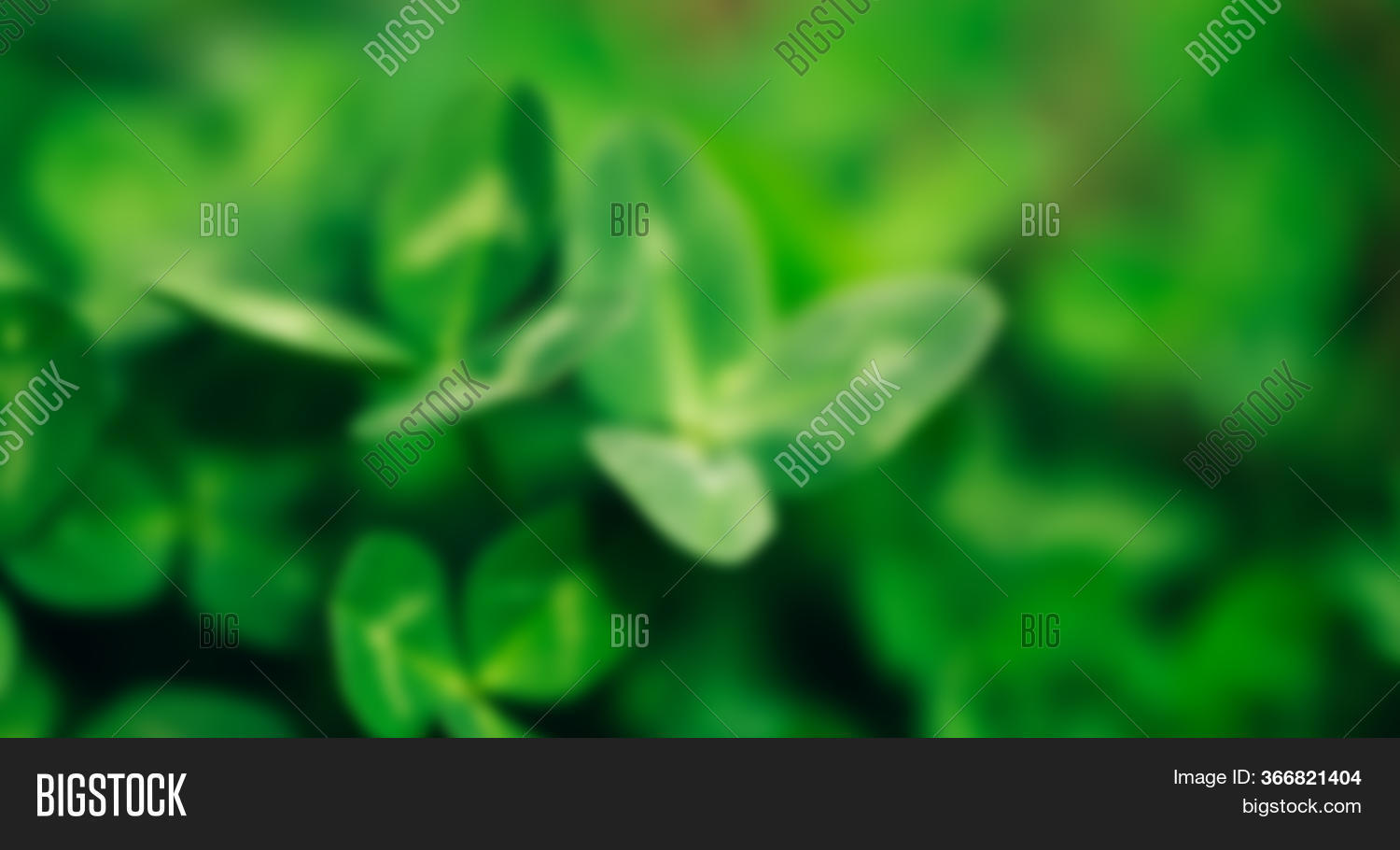 Macro Shot Clover Image & Photo (Free Trial) | Bigstock