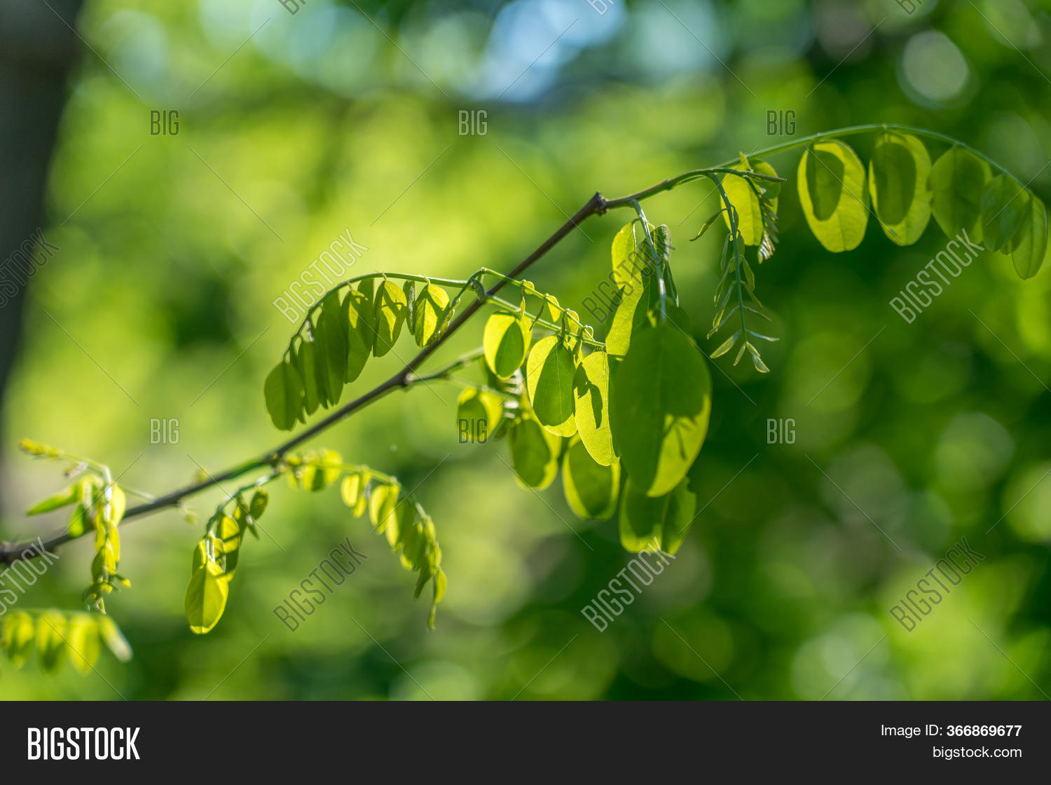 Green Leaves Robinia Image & Photo (Free Trial) | Bigstock