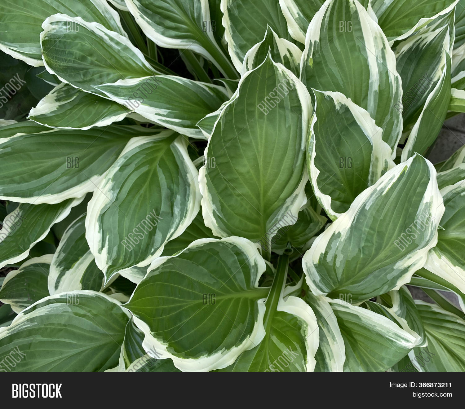 Hosta Garden. Close . Image & Photo (Free Trial) | Bigstock