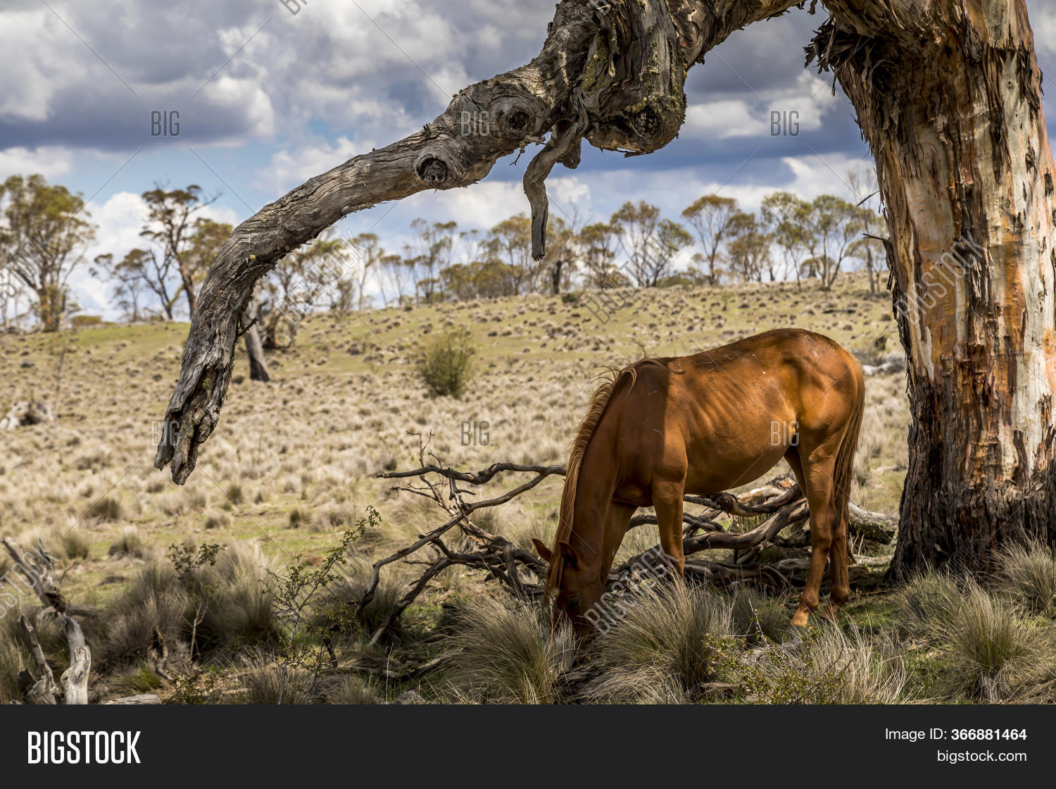 Wild Horses - Called Image & Photo (Free Trial) | Bigstock